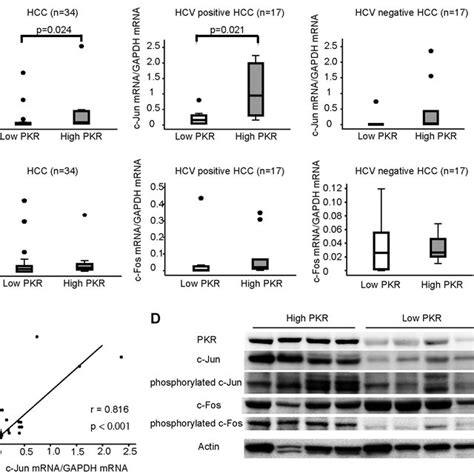 C Jun And C Fos Were Activated By The Expression Of Pkr In Human Hcc
