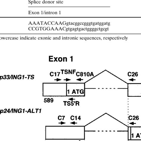 Nucleotide Sequences Of The Exon Intron Boundaries Download Table