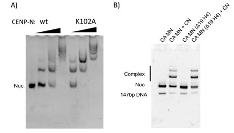 Figure S6 Contributions Of Cenp N And H4 N Terminal Tail To Complex Download Scientific