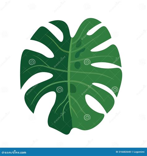 Big Monstera Leaf Illustration Split Leaf Philodendron Isolated On White Background Vector Big Monstera Leaf Illustration Split Leaf Philodendron Isolated On White Background Vector