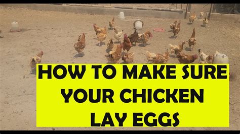 do not reduce feed if you want consent eggs youtube