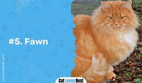 Ragamuffin Cat Common Colors And Patterns