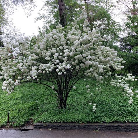 Kalina Koralowa Roseum Śnieżna Kula Sadzonki Viburnum Opulus Sadzonki