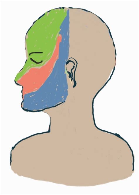 Diagram Of Cranial Nerve V Trigeminal Quizlet