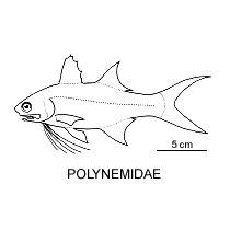 Line Drawing Of Polynemidae