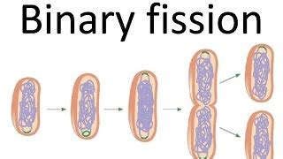 Binary Fission In Bacteria