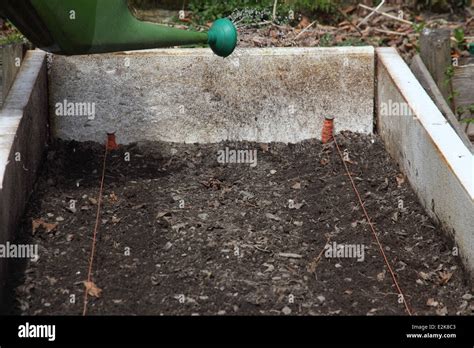 Planting Pregerminated Parsnip Seeds Step12 Water The Bed Stock Photo Alamy