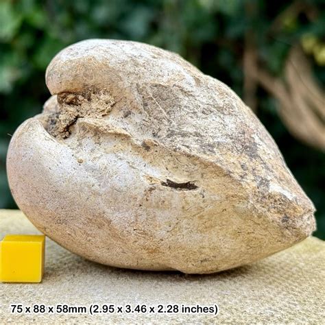 Rare Giant Double Bivalve Fossil From Cretaceous Isle Of Wight Uk Certified Authentic With Coa