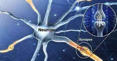 Neuromorphic Memory Device Replicates Neurons And Synapses Qs Study Neuromorphic Memory Device Replicates Neurons And Synapses Qs Study