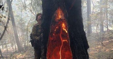 Daily Timewaster Lightning Struck Tree