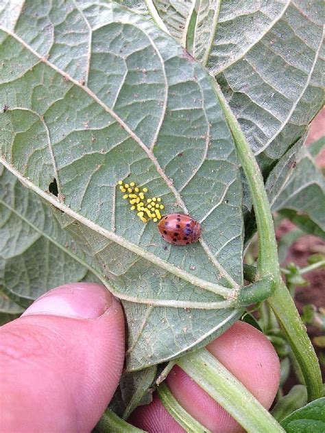 25 Harmful Garden Insects To Watch Out For Dre Campbell Farm Garden