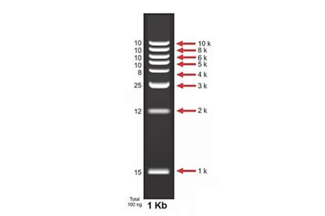 100 Bp Dna Ladder At Best Price In Mohali By Altron Technology Id