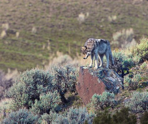 What Is Rewilding And Why Does It Matter Ethical Globe