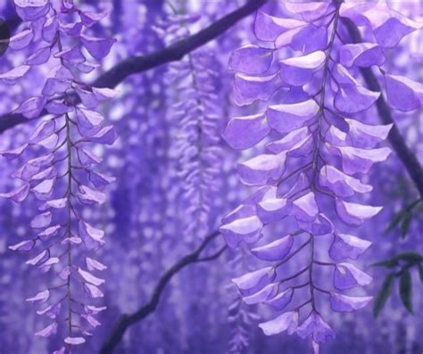 дом глицинии Wiki Клинок Рассекающий Демонов Amino