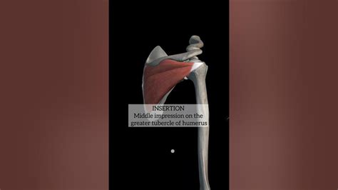 Infraspinatus Muscle With Origin Insertion Nerve Supply Actions