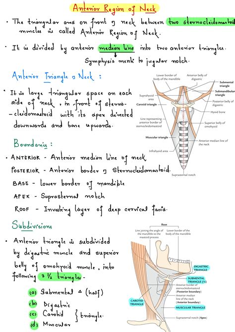 Anterior Triangle Of Neck Contents Mnemonic At Eve Collie Blog Anterior Triangle Of Neck Contents Mnemonic At Eve Collie Blog