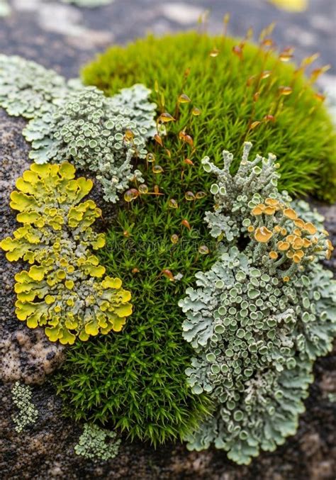 Close Up Of A Moss And Lichen Community On A Rock Surface Stock