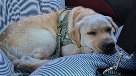 왠일로 쌩~ 하고 안들어가고 기다려주는 박복뚜니 ㅋㅋ 그래서 감동받고 좋아하는 나🤗 하지만 힘드니까 들어가줘 Youtube