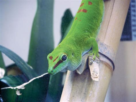 Giant Day Gecko Morphs