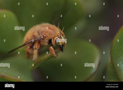 Gold Colored Male Valley Carpenter Bee Scientific Name Xylocopa