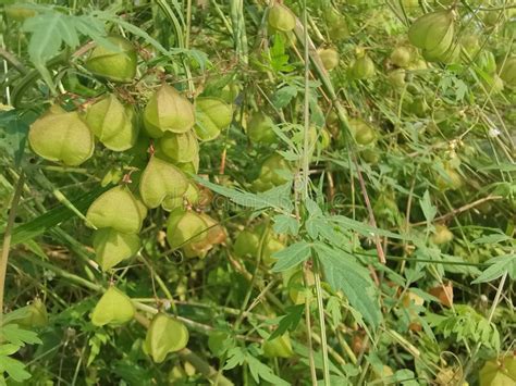 Bushy Wild Cardiospermum Halicacabum Creeping Plant Stock Image