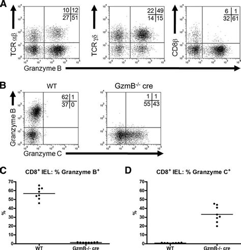 Characterization Of Constitutive Granzyme Protein Expression In Cd8