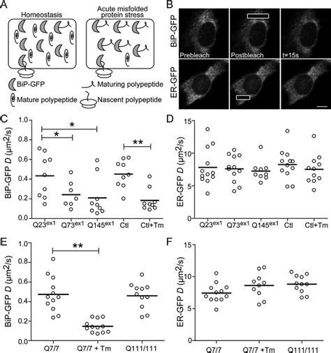 Differential Effect Of Expression Of Htt Ex1 And Full Length Htt On The