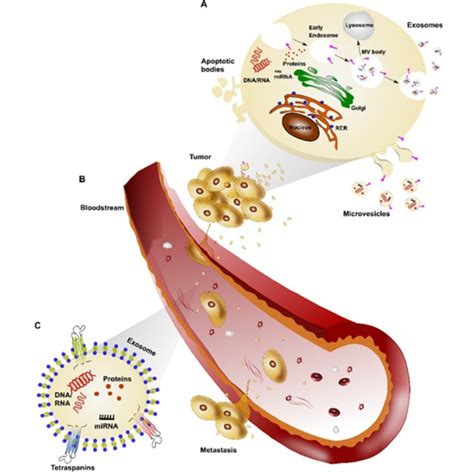 Pdf The Role Of Exosomes In Breast Cancer Diagnosis