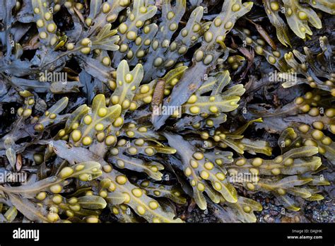 Fucus Vesiculosus