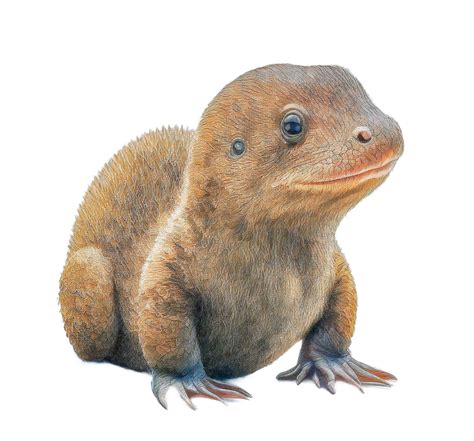 오리너구리 Ai 생성 귀여운 Pixabay의 무료 이미지 Pixabay