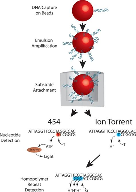 Next Generation Sequencing 454
