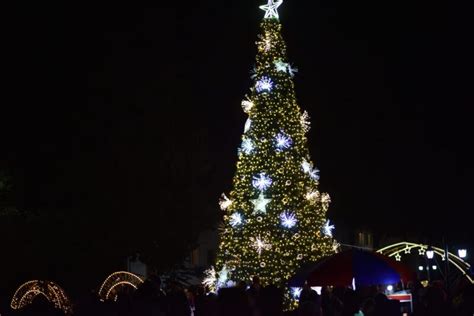 წლის ყველაზე „სკანდალური“ ძვირი და ლამაზი ნაძვის ხეები საქართველოში Batumelebi • ახალი წელი