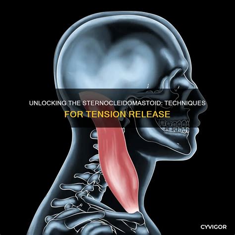 Unlocking The Sternocleidomastoid Techniques For Tension Release Cyvigor