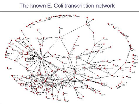 Network Motifs Simple Building Blocks Of Complex Networks