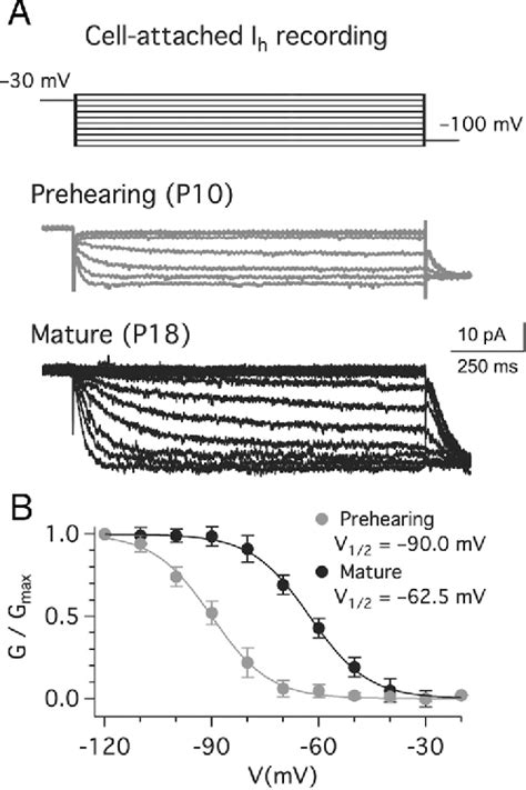 Figure 2 From An Essential Role For Modulation Of Hyperpolarization Activated Current In The