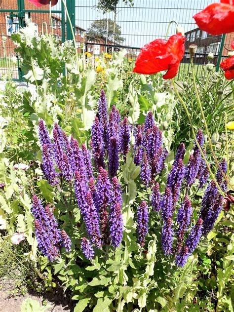 Ibbison Court Memory Lane Ibbison Court Memory Lane Cafe