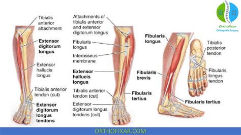 Anterior Compartment Of Leg