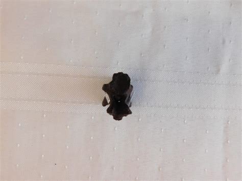 Turtle Vertebra Fossil Fossils And Artifacts For Sale Paleo Enterprises