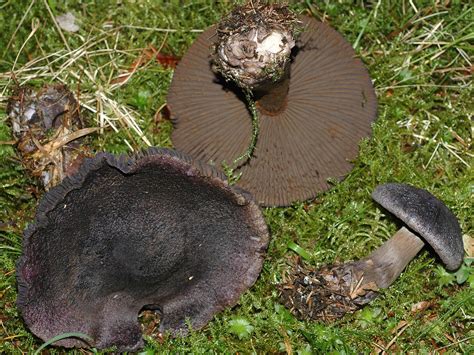 Fungus Gallery :: Cortinarius :: NIKA1972