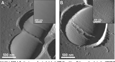 Figure 4 From Cell Surface Of Lactococcus Lactis Is Covered By A