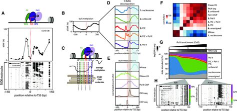 Pattern Decomposition Into Discrete States Of Transcriptional