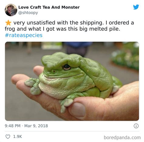 50 Adorable And Funny Frog Pics To Make Your Day Better Bored Panda