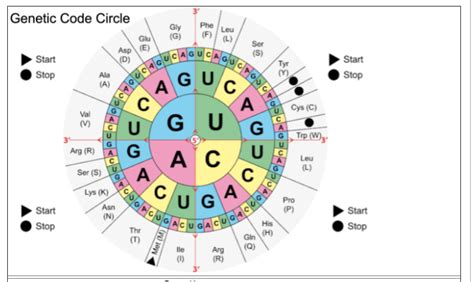 solved given the following coding dna strand determine 1