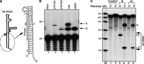 VA RNAI A But Not VA RNAI G Generates Active RISC Containing The Download Scientific