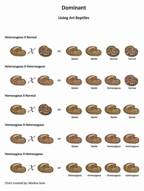 Ball Python Morphs Guide