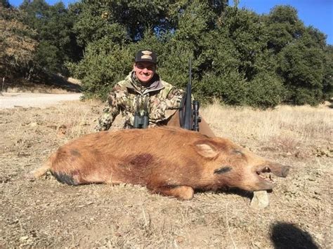 Cali Boar — Outrider