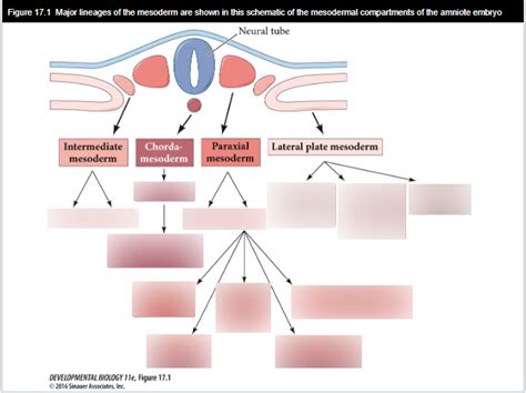 Figure 171 Mesoderm Diagram Quizlet