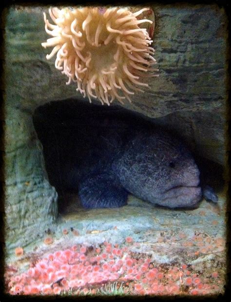 Biggest Wolf Eel Retyaplus