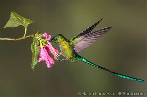 How To Photograph Hummingbirds The Long Tailed Sylph In Ecuador