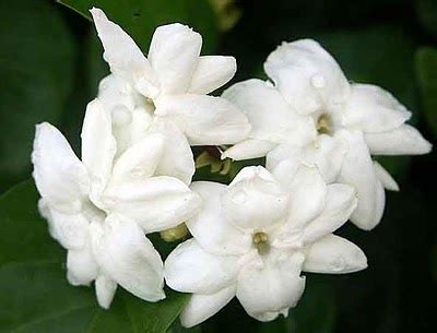 Flower Facts All About Flowers The Sampaguita